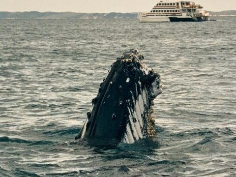 Where to See Whales on the Humpback Highway - Discover Australia Now
