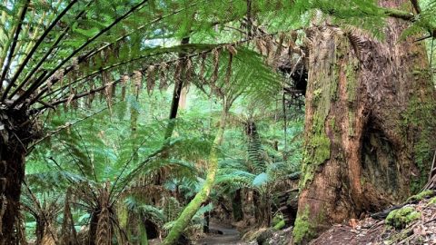 Best Places to Visit in Tasmania - Discover Australia Now