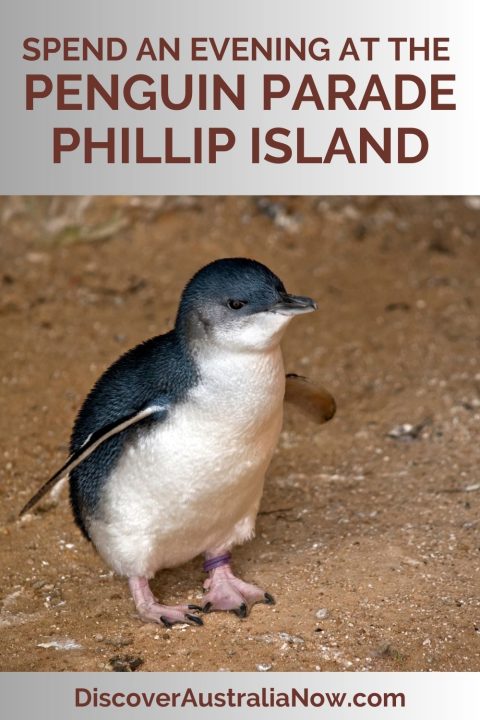 Spend an Evening at the Phillip Island Penguin Parade